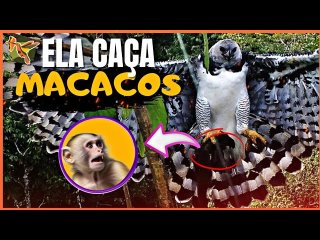 Harpia Cacando Preguica