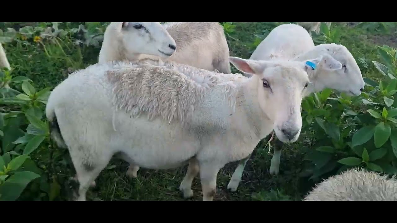 What's happening in April with New Zealand Shedding Sheep? Mating ...