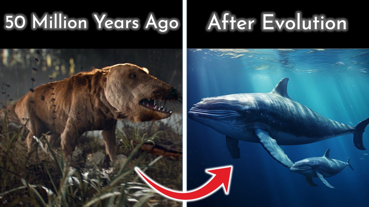 Pakicetus : The Whale That Walked | Discovering Reality - YouTube