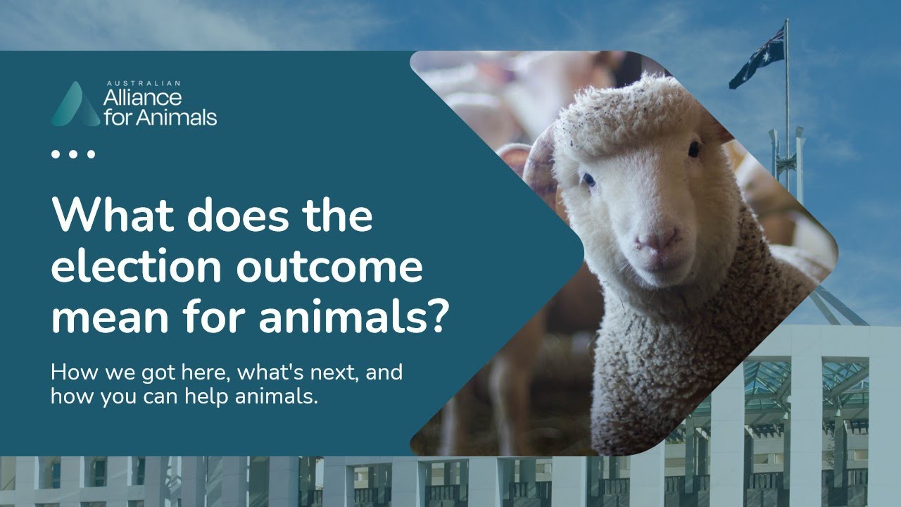 What does the Federal Election outcome mean for animals? - YouTube