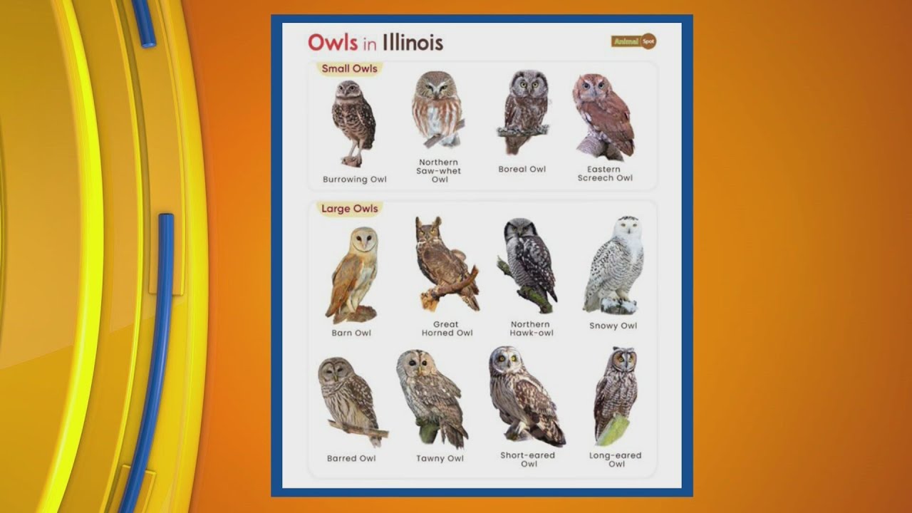 Owl Growth Chart BRAND NEW Oopsy Daisy Growth Chart, WOODLAND Friends