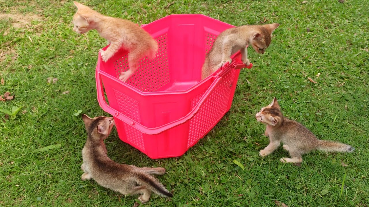Kittens 4K - Cute Kitten Meowing and Playing - YouTube
