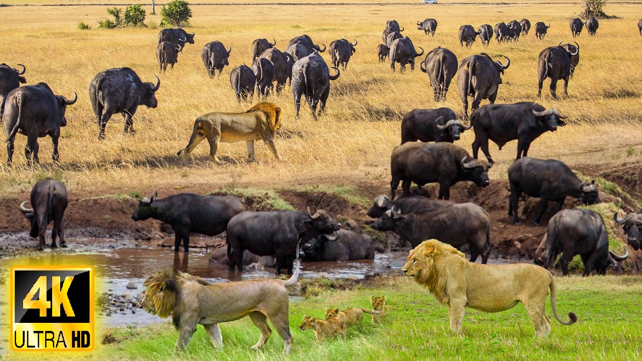 4K African Animals: Most Amazing Wildlife Encounters of Kruger National ...