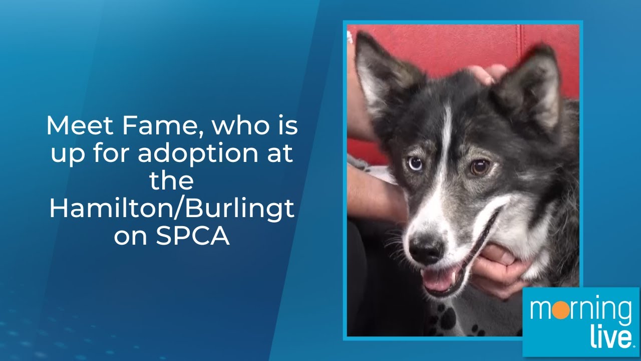 Meet Fame, who is up for adoption at the Hamilton/Burlington SPCA - YouTube