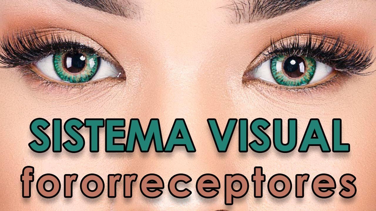 Sistema Visual - Fotorreceptores - YouTube