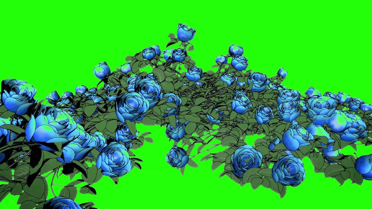 green screen blue rose effect - YouTube