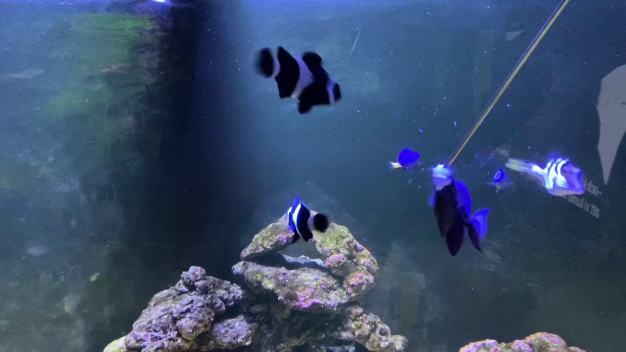 Feeding Shrimp To My Triggerfish - YouTube