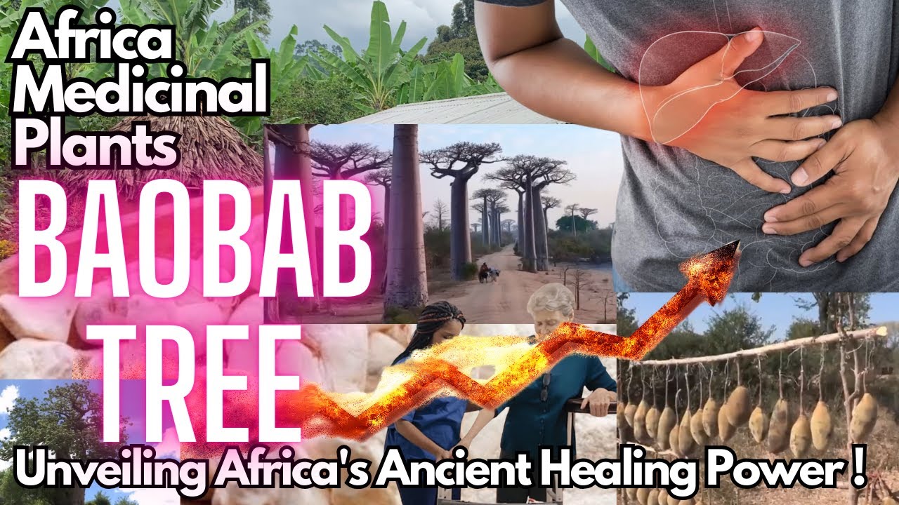 Secrets of the Baobab Tree | Africa Medicinal Plants - YouTube
