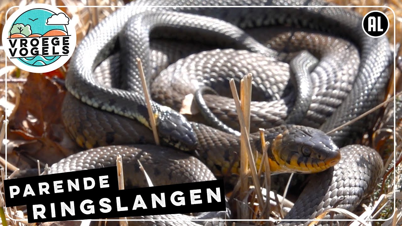 Parende ringslangen | Zelf Geschoten | Vroege Vogels - YouTube