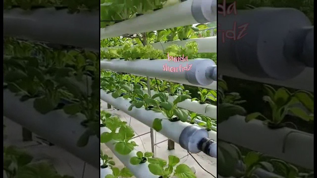 hidroponik rumahan - YouTube