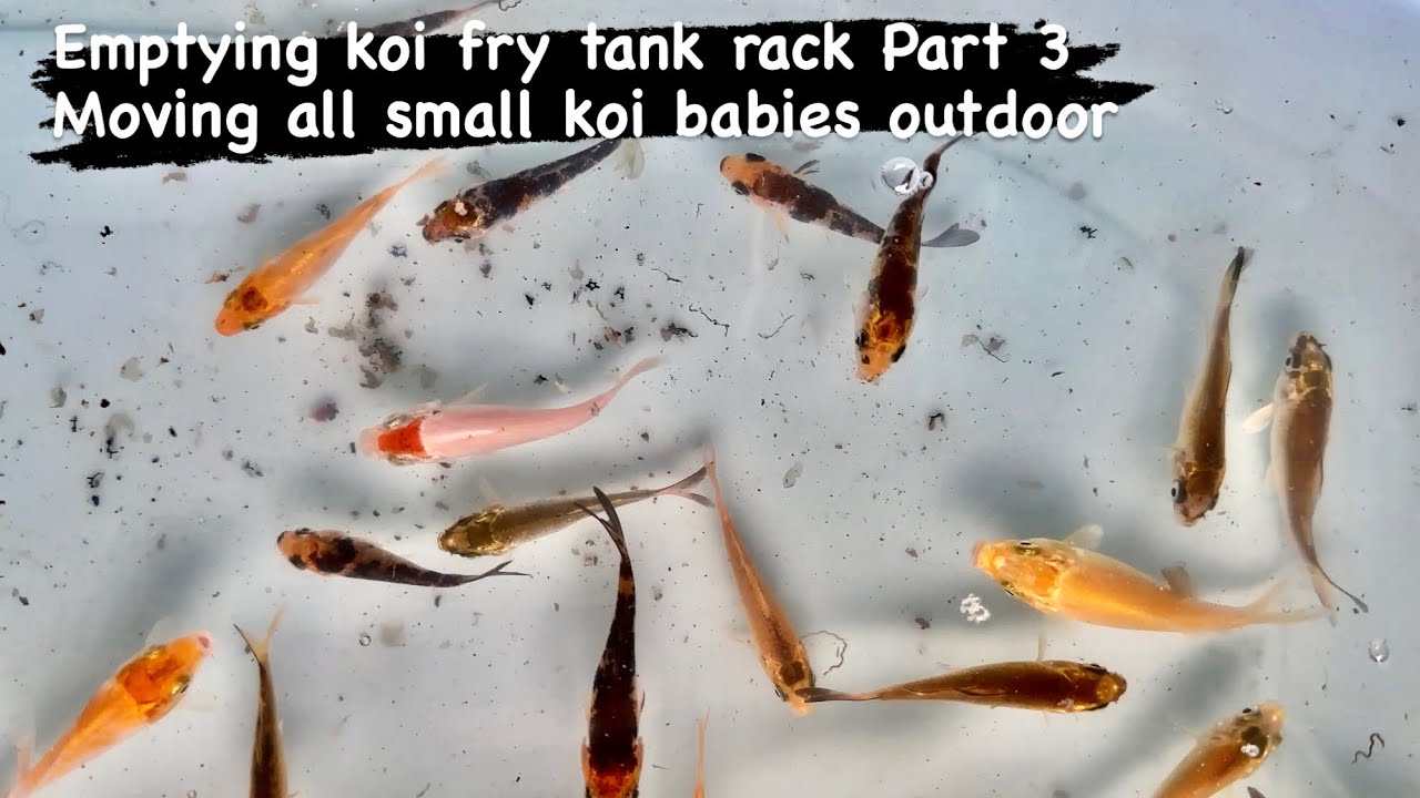 Emptying koi fry tank rack Part 3 Moving small koi babies outdoor #koi ...
