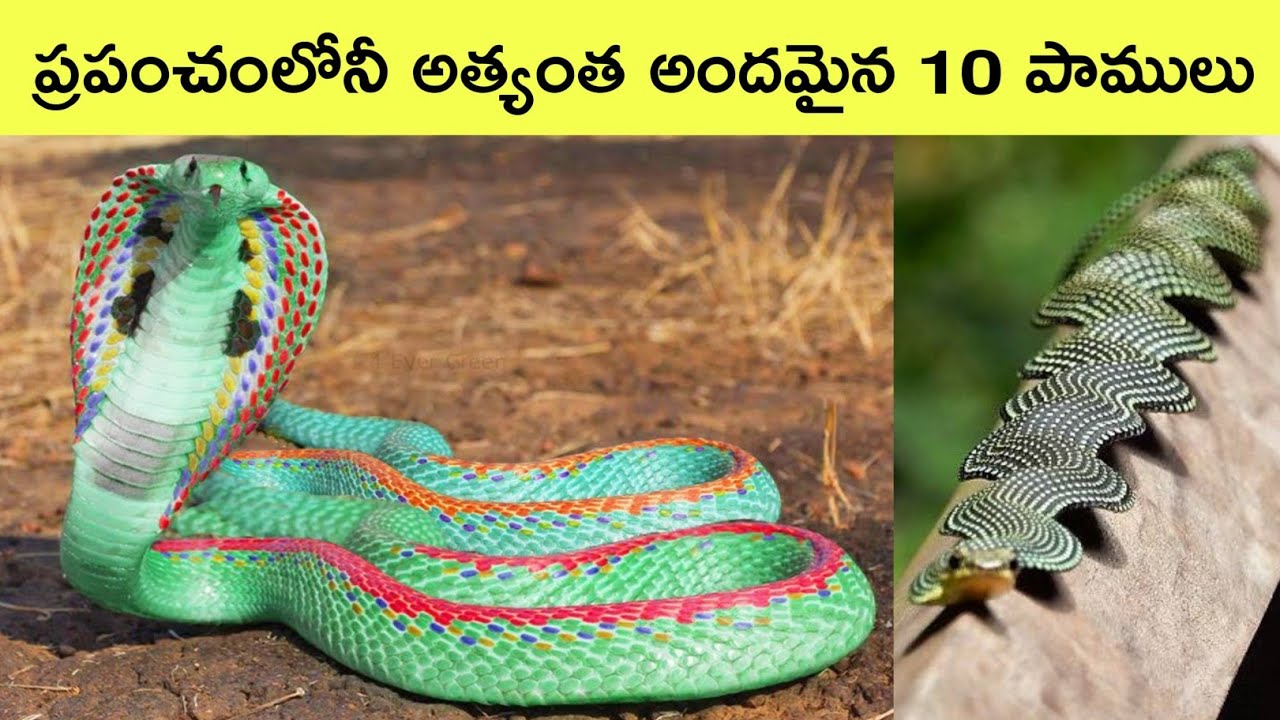 Top 10 most beautiful snakes in the world | snake videos | rarest ...
