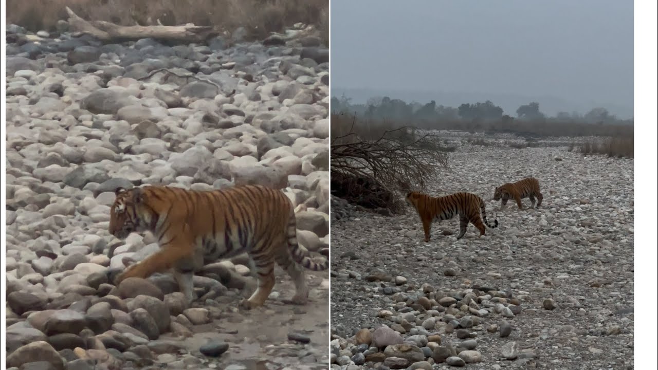 Bumper siting in Dhikala zone // Ak sath 4 tigar in this video// Jim ...
