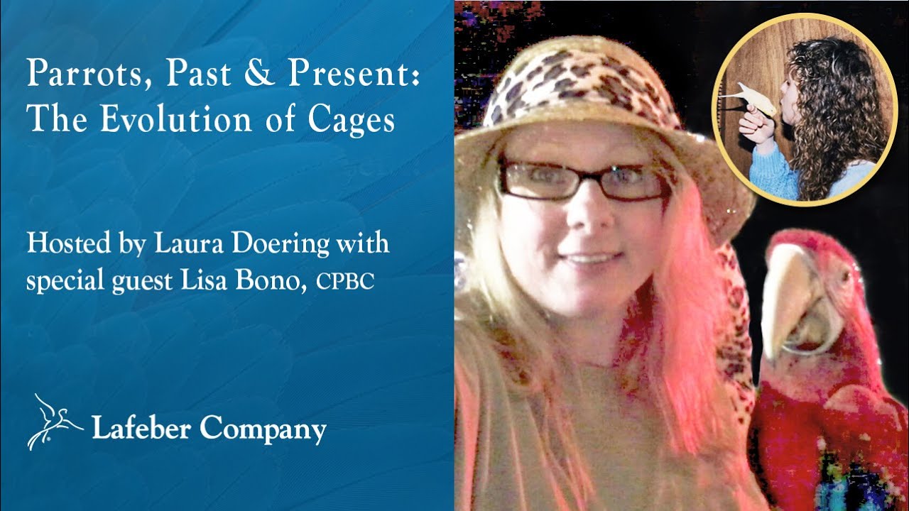 Parrots, Past & Present: The Evolution of Cages - YouTube