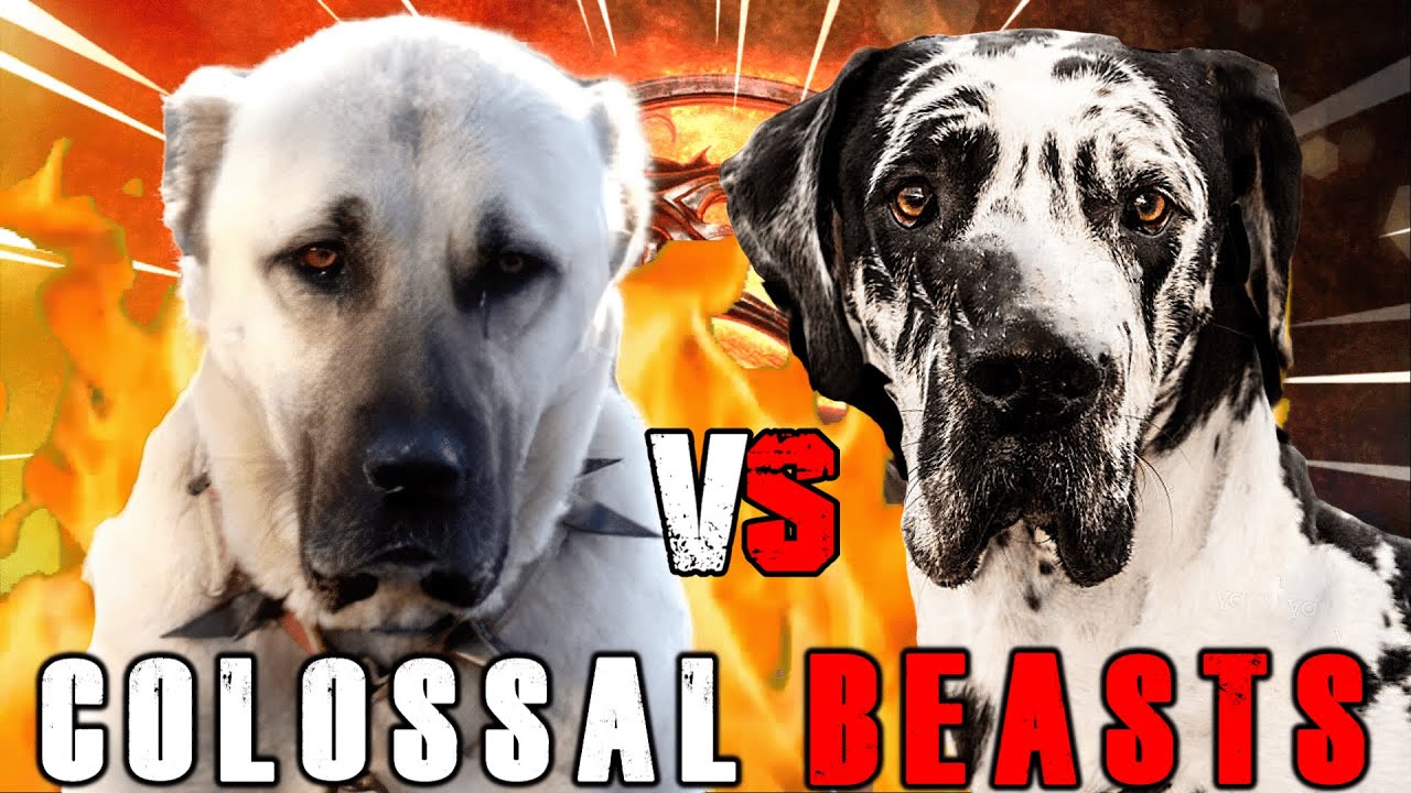 Kangal Dog Fight Youtube