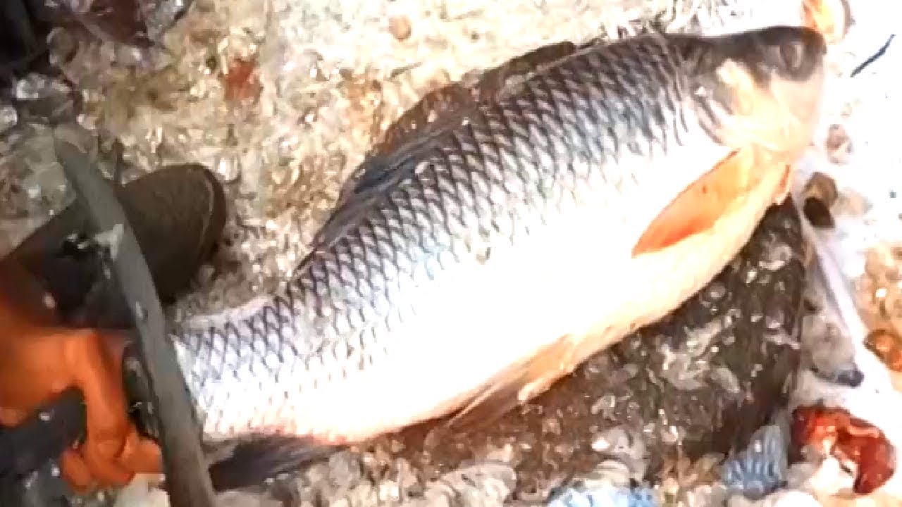Fastest Fillet Rui Fish Skills Live in Fish Market 2019-Amazing Fish ...