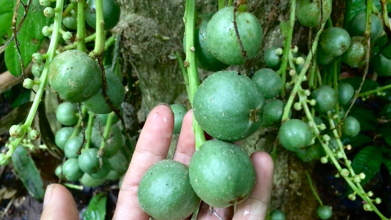 Limpasu Si Buah Hutan Belantara Pegunungan Meratus Hutan Hujan Tropis ...