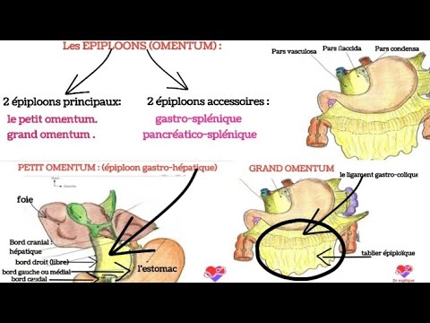 les épiploons ( petit omentum et grand omentum) - YouTube