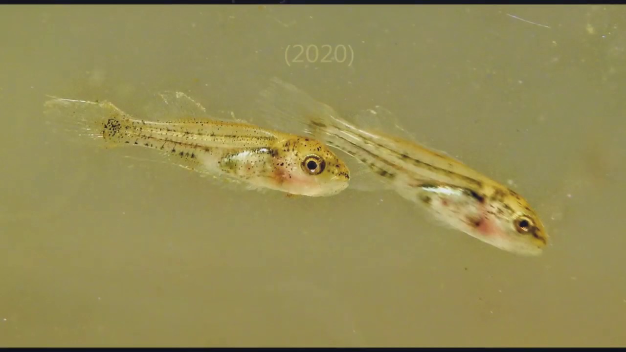 Pair-bonding in Murray cod (Maccullochella peelii) - YouTube