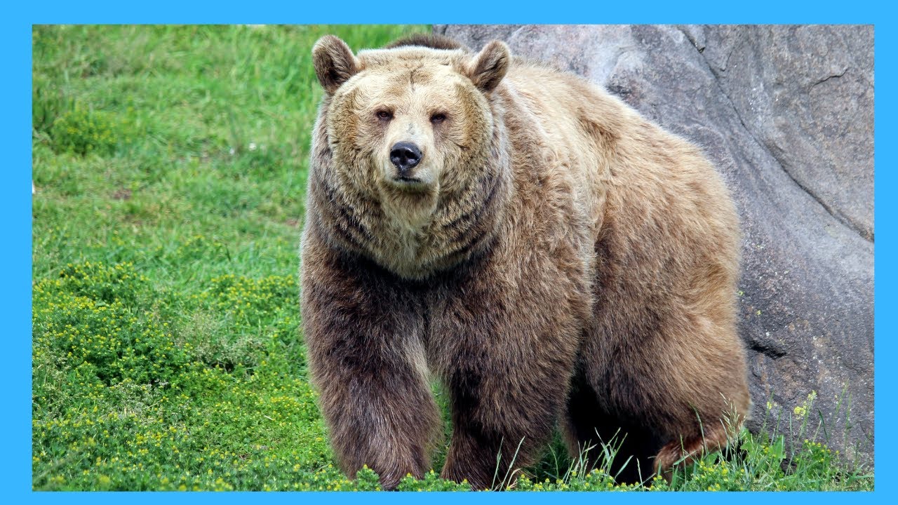 Te Acompaña La Poderosa Energía Del Oso? - YouTube