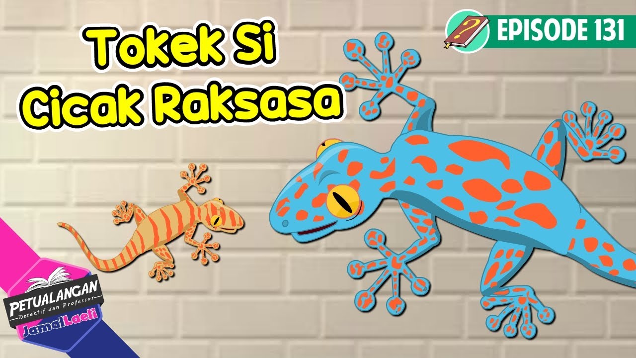 Tokek Itu Cicak Raksasa ? - Mengenal Hewan Tokek - Ensiklopedia anak ...