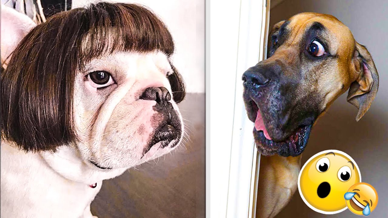 Funny Dog Videos That Make You Laugh 😁 - Cute Pets Reactions 🐶 - YouTube
