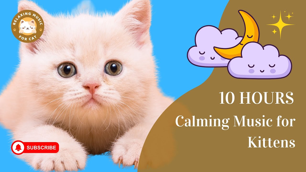 Calming Music for Kittens 10 Hours 🎵 Relaxing Music for Cat 🐾 - YouTube