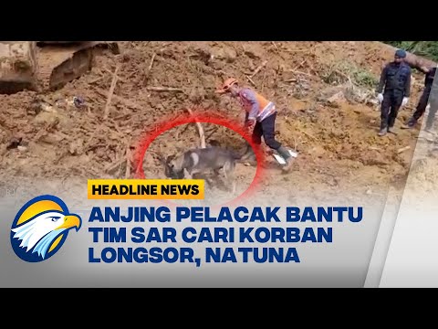 Anjing Pelacak Bantu Tim SAR Cari Korban Longsor Natuna - YouTube