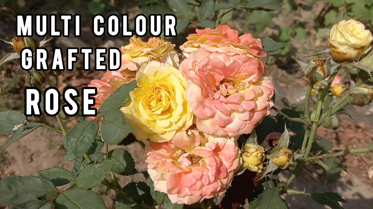 Multi colour grafted rose plants - YouTube