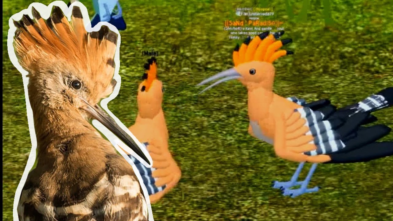 Hoopoe realism with Fishy! Feather Family [Roblox] - YouTube