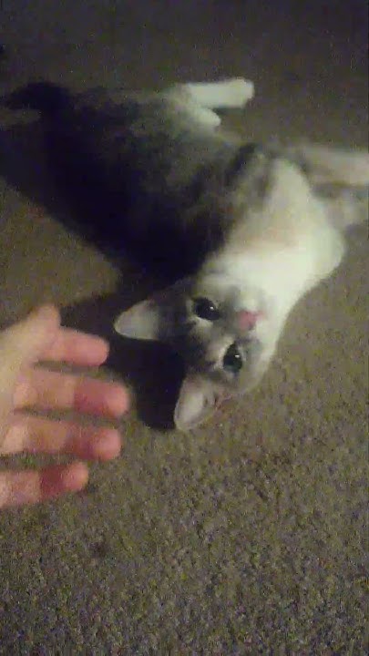 What happens when you give your cat catnip for Christmas. - YouTube