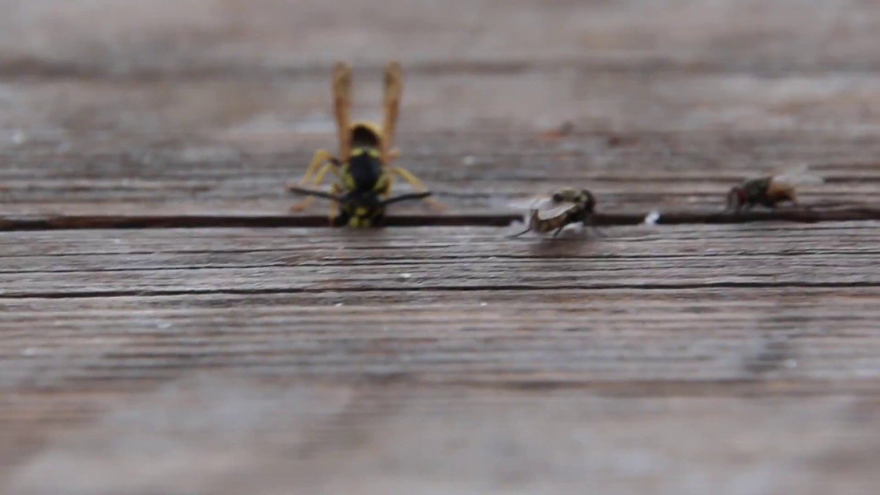 Wasp VS. Fly - YouTube