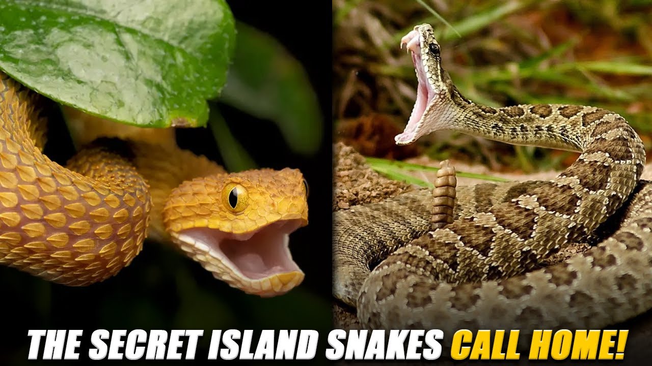 The secret island snakes call home- Snake Island - YouTube