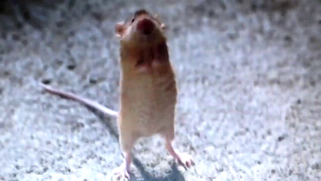 Garfield Louis de muis - YouTube