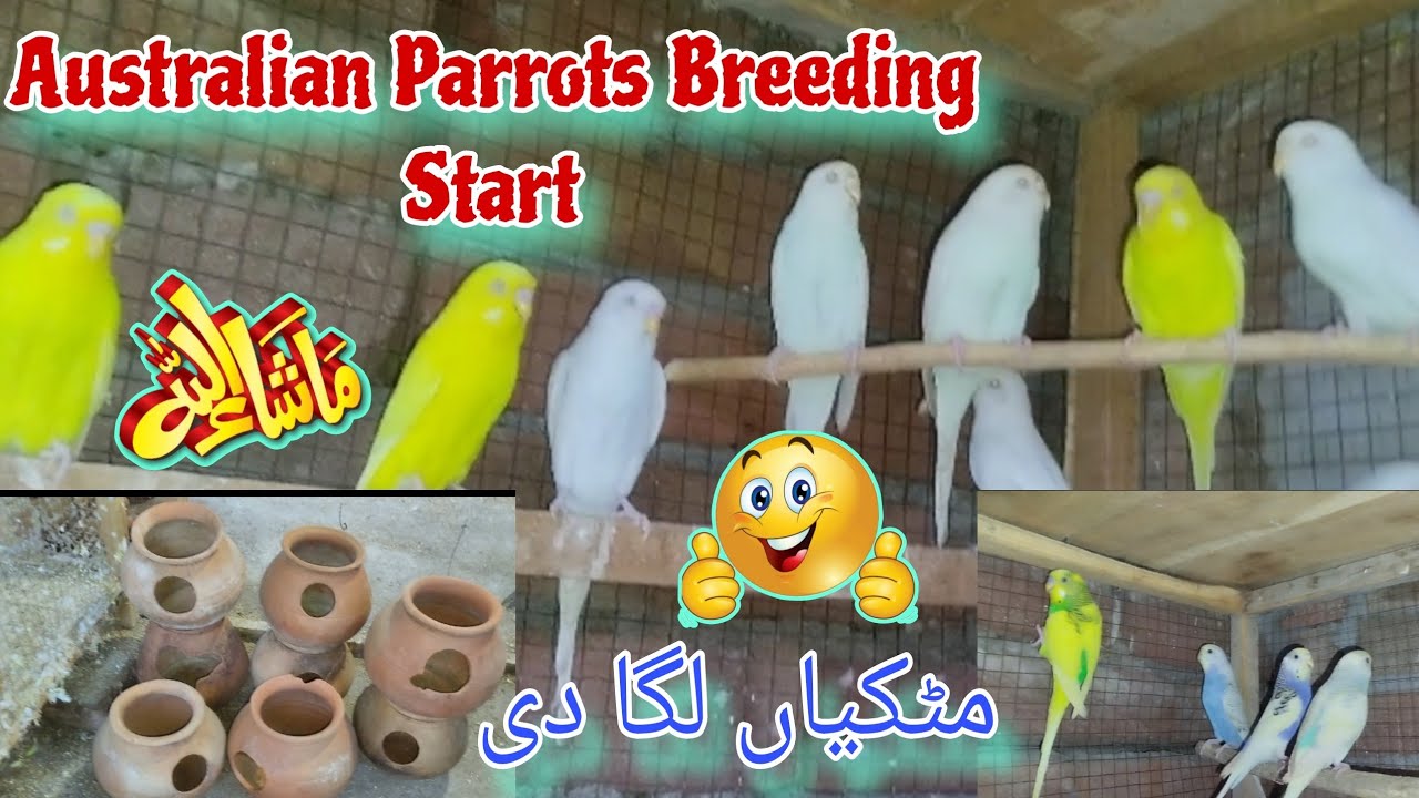 Australian Parrots Breeding Season Begins | Bajri Parrot Farming ...
