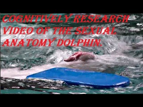 Research video of the sexual anatomy Dolphin. In the skillful use of the penis accuracy of its use.