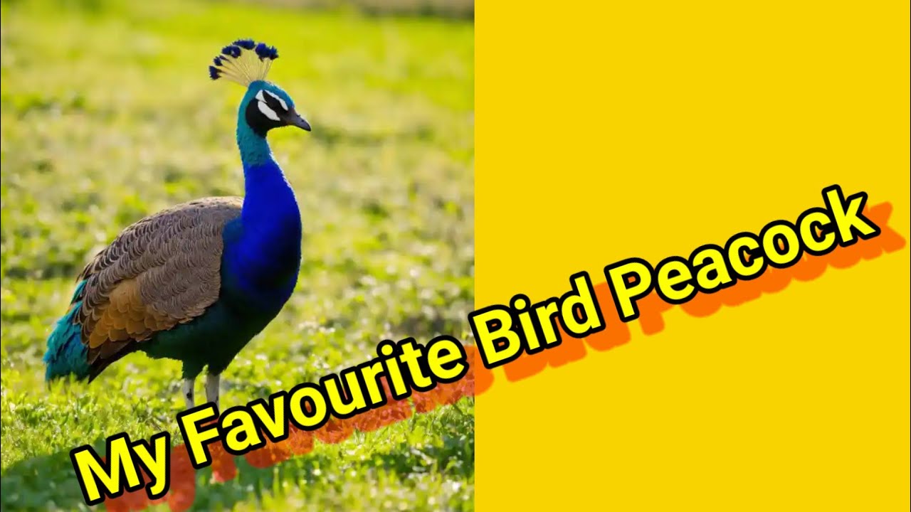 My Favourite Bird Peacock/The Majestic Peacock: A Stunning Display of ...