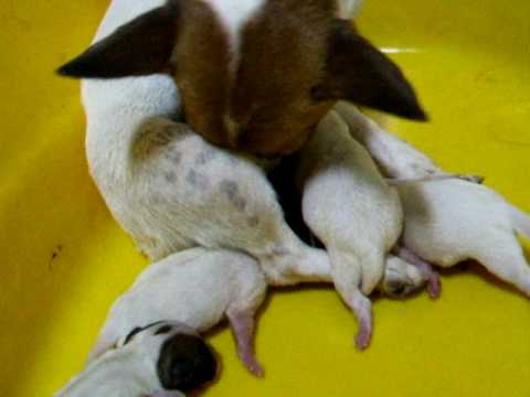 Parto Nina 20 março 2009