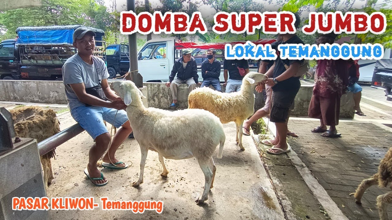 REVIEW DOMBA INDUKAN SUPER JUMBO CROSS TEXEL MILIK MAS NANDAR - YouTube