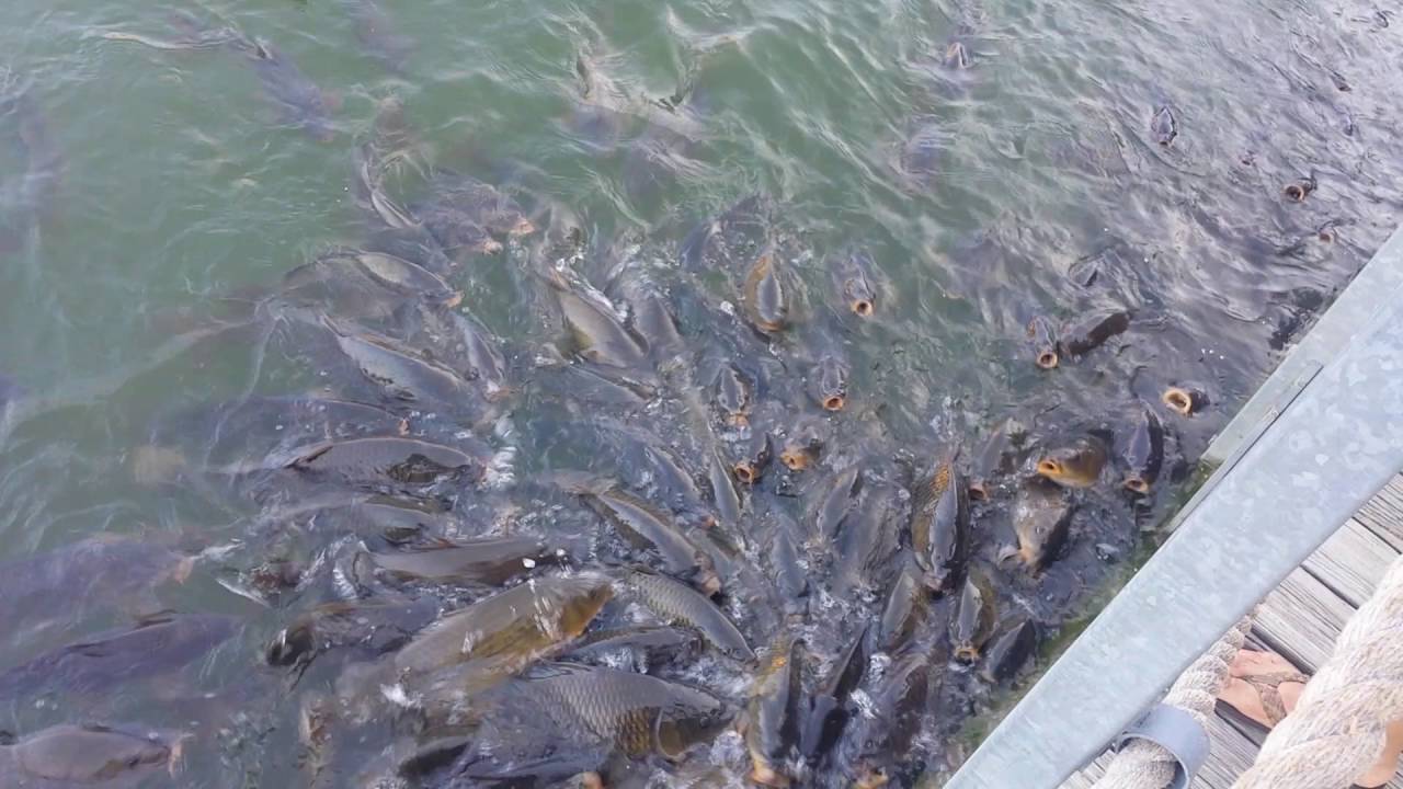 Carp Feeding Frenzy Blue Springs Lake, Lee's Summit, MO - YouTube