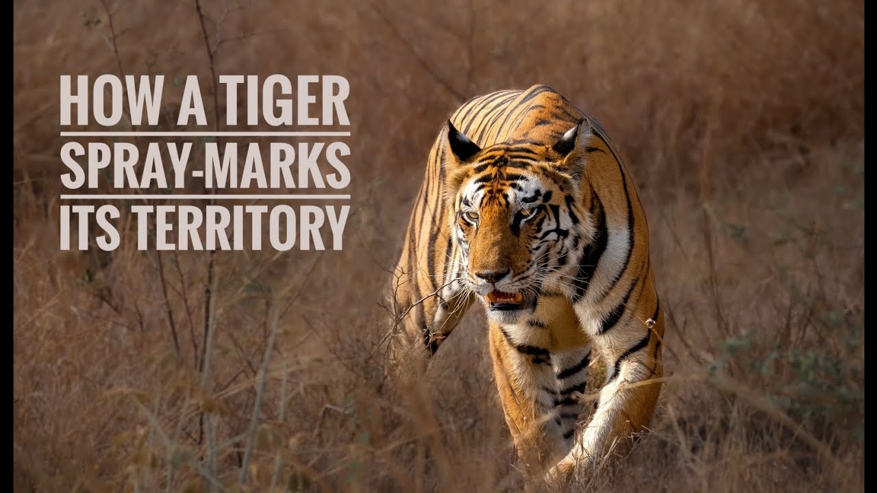 Tiger marking its territory #pannanationalpark #royalbengaltiger # ...