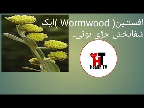 #WormWood #Afsanteen Worm Wood Benefits - Afsanteen - Artemisia ...