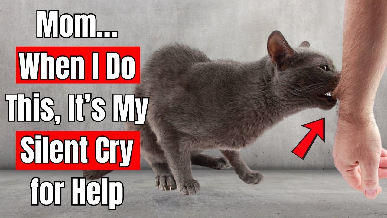 20 Hidden Signs Your Cat Is Desperately Crying for Help - But Owners ...