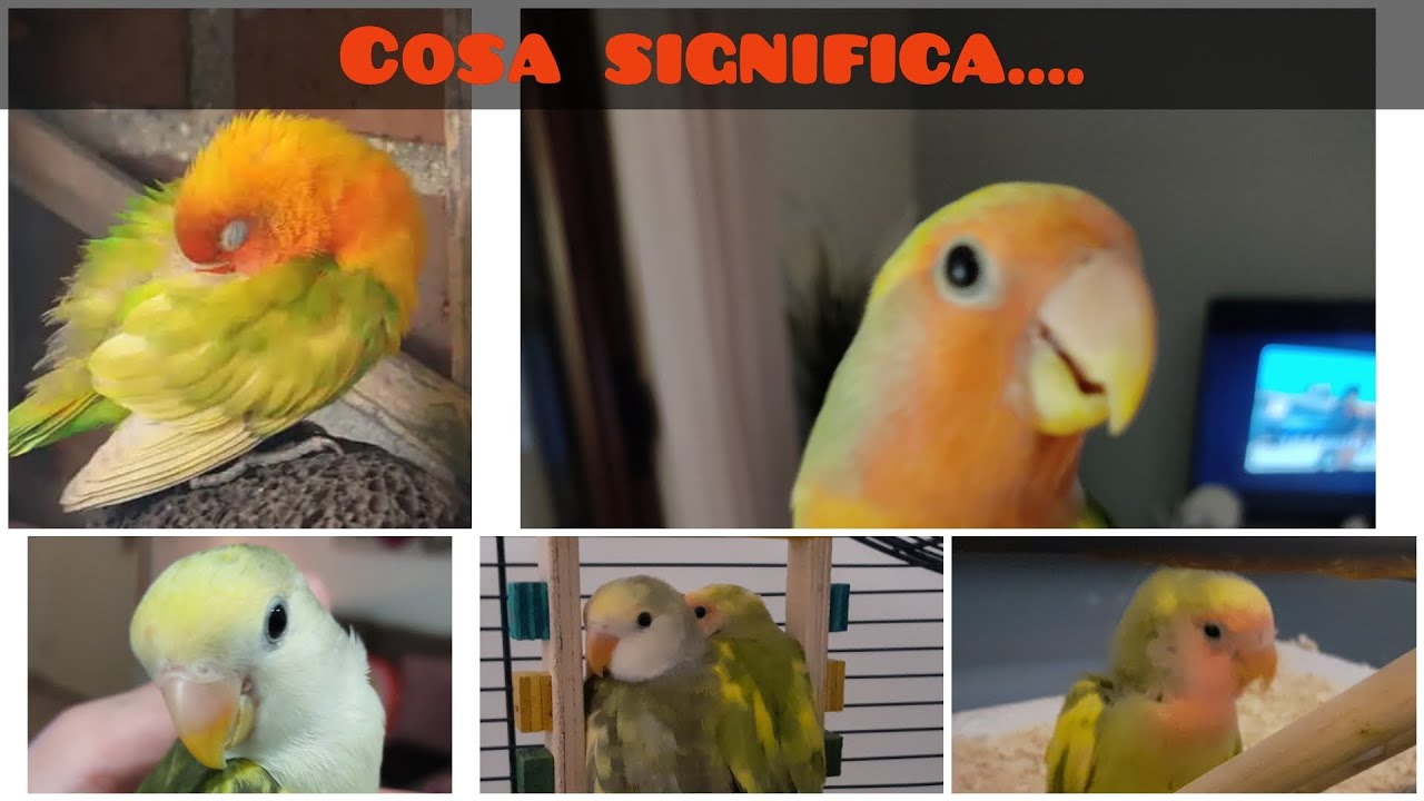 Il linguaggio del corpo degli inseparabili | imparare a conoscerli ...