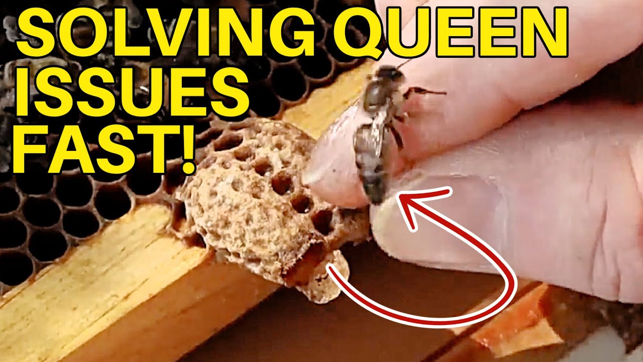 Beekeeping: Learn to Solve Queen Challenges FAST - YouTube
