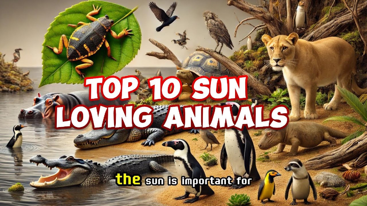 Top 10 Sun Loving Animals - YouTube