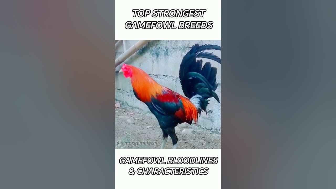 Red Falcon Gamefarm - YouTube