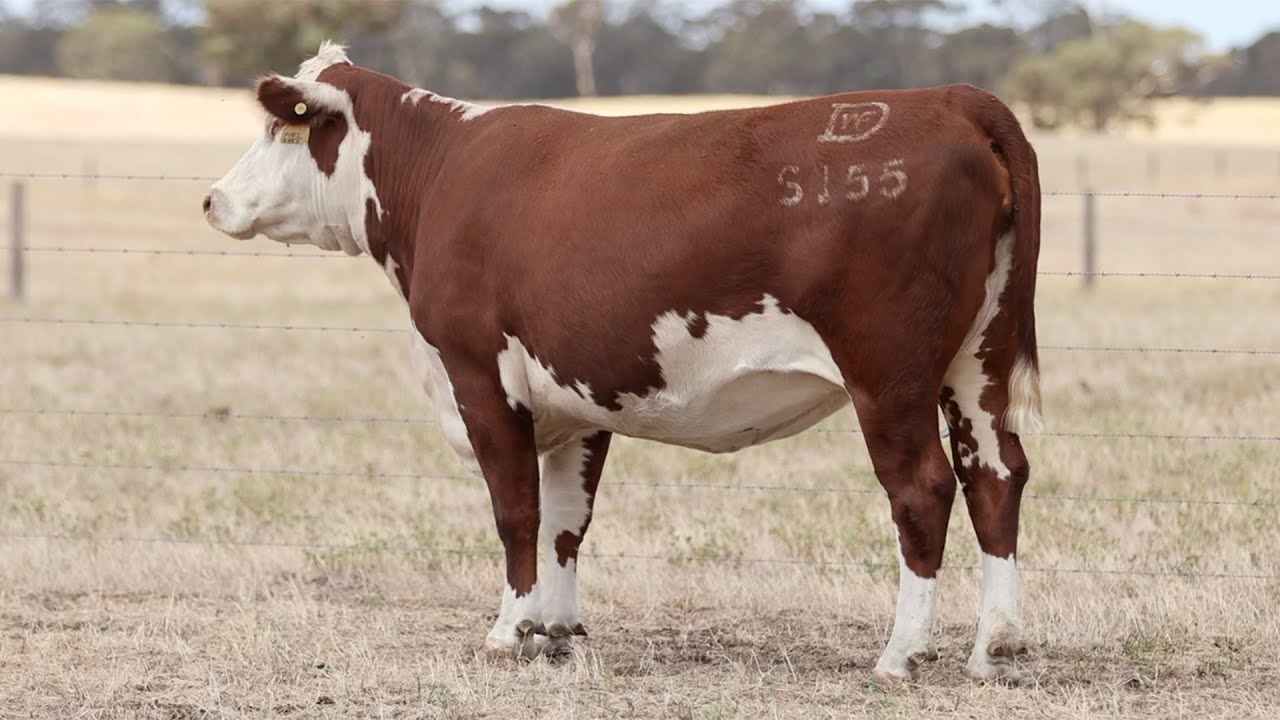 Lot 14 DAYS155 Days Whiteface Mature Cow Dispersal 2025 - YouTube