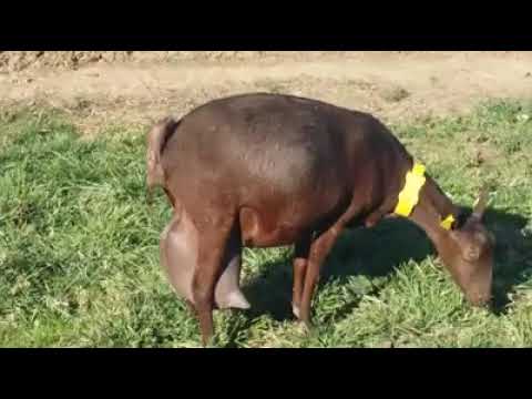 Bu Keçi Tam 10 Kilo Süt Veriyor