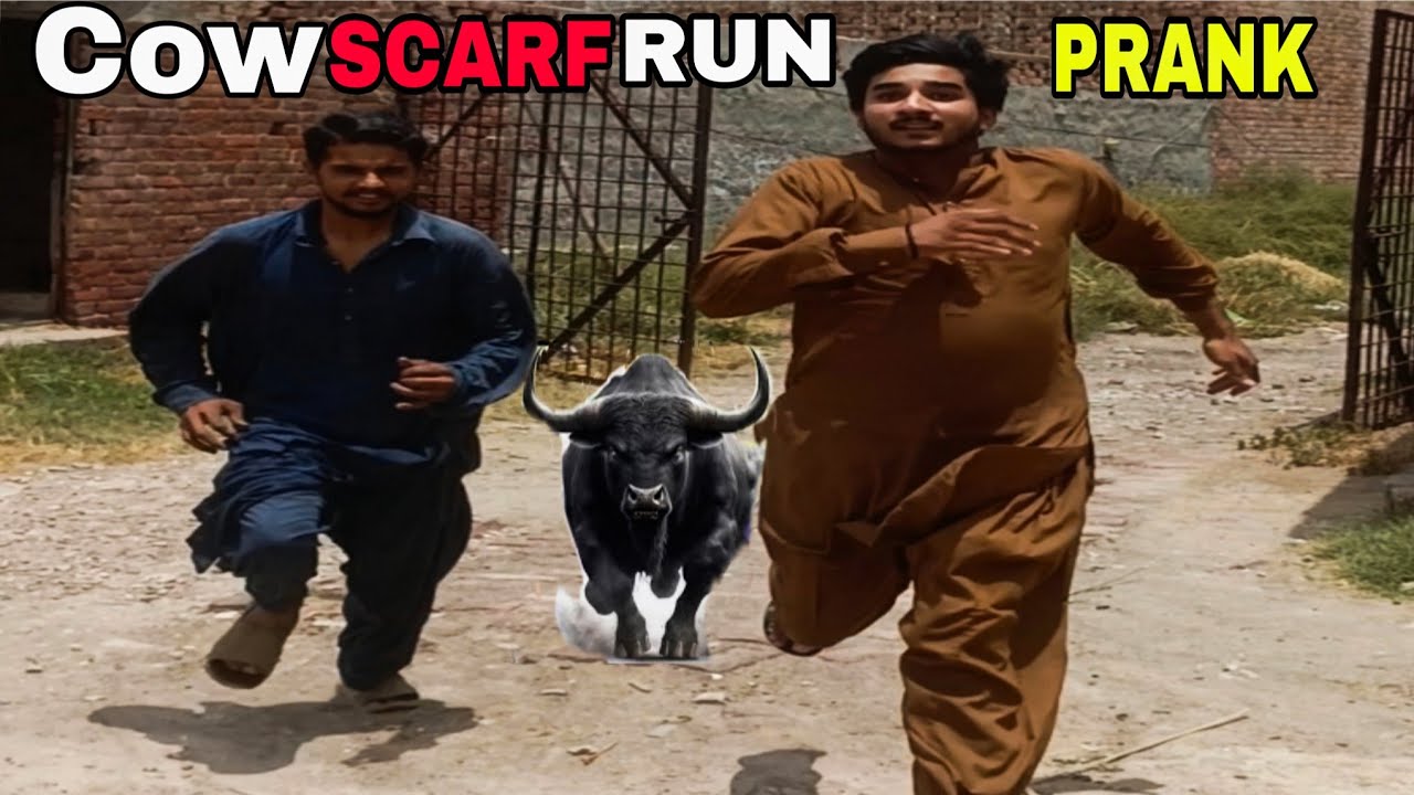 Fake Cow Chase Prank Gone Wild! 😂 | Funniest Reactions EVER!" - YouTube